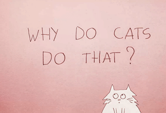 Why do cats act so weird? (in TED-Ed GIFs)