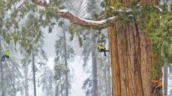 Create a lesson around these four videos: Plant life | TED-Ed